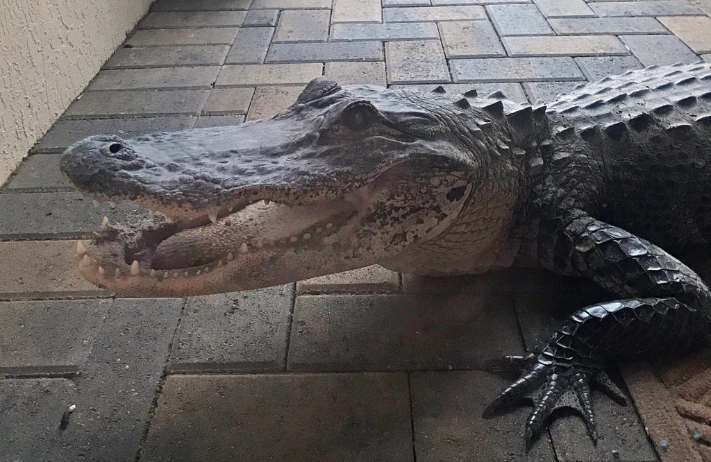 Alligator Pays Unexpected Visit to Family’s Parkland Home – Coconut ...
