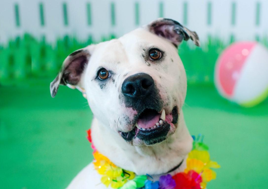 Meet Remy Ma: She’s Available at Broward County Animal Care and ...