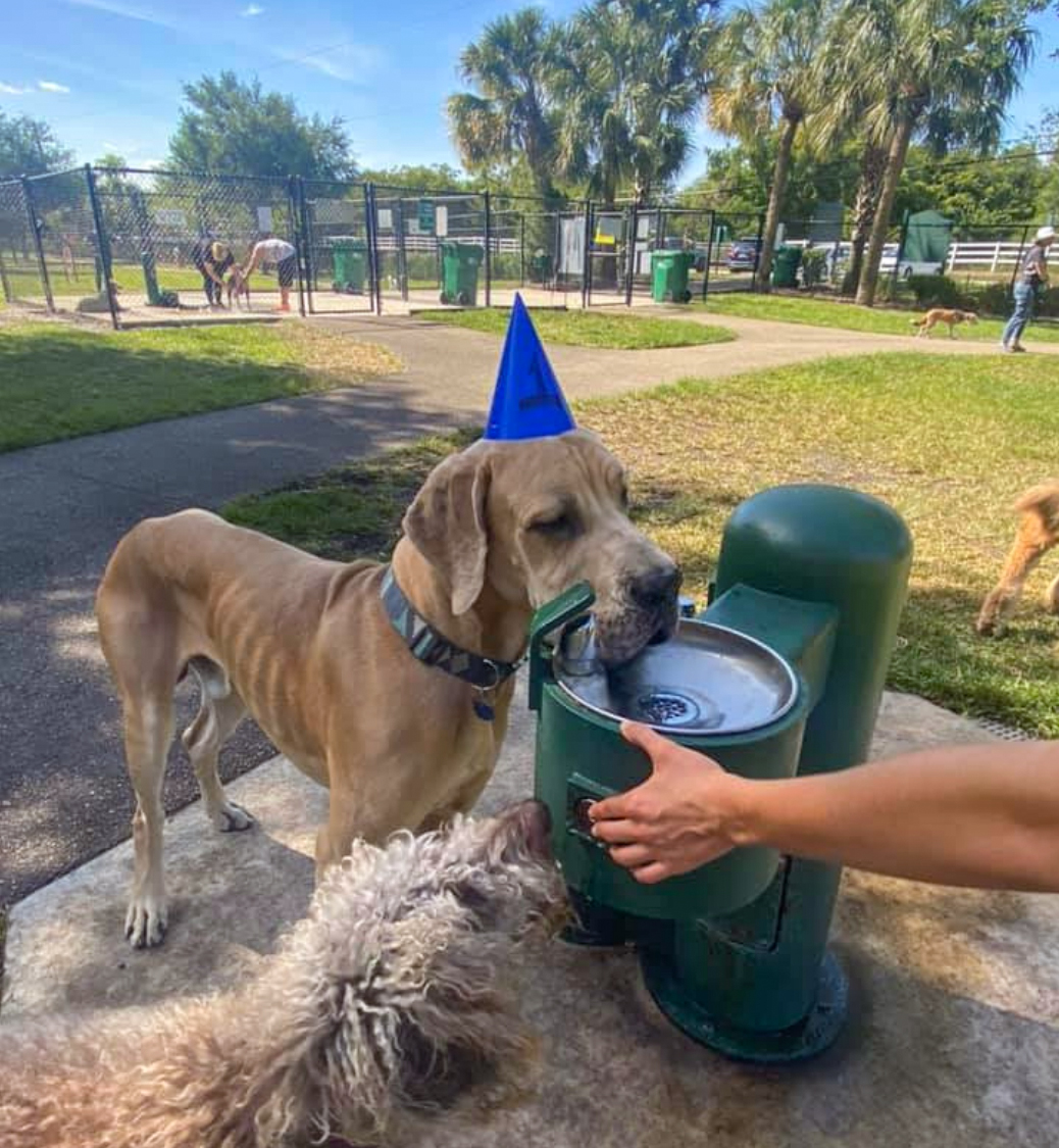 Barkland Dog Park To Close For Re ‘fur’ bishment – Coconut Creek Talk